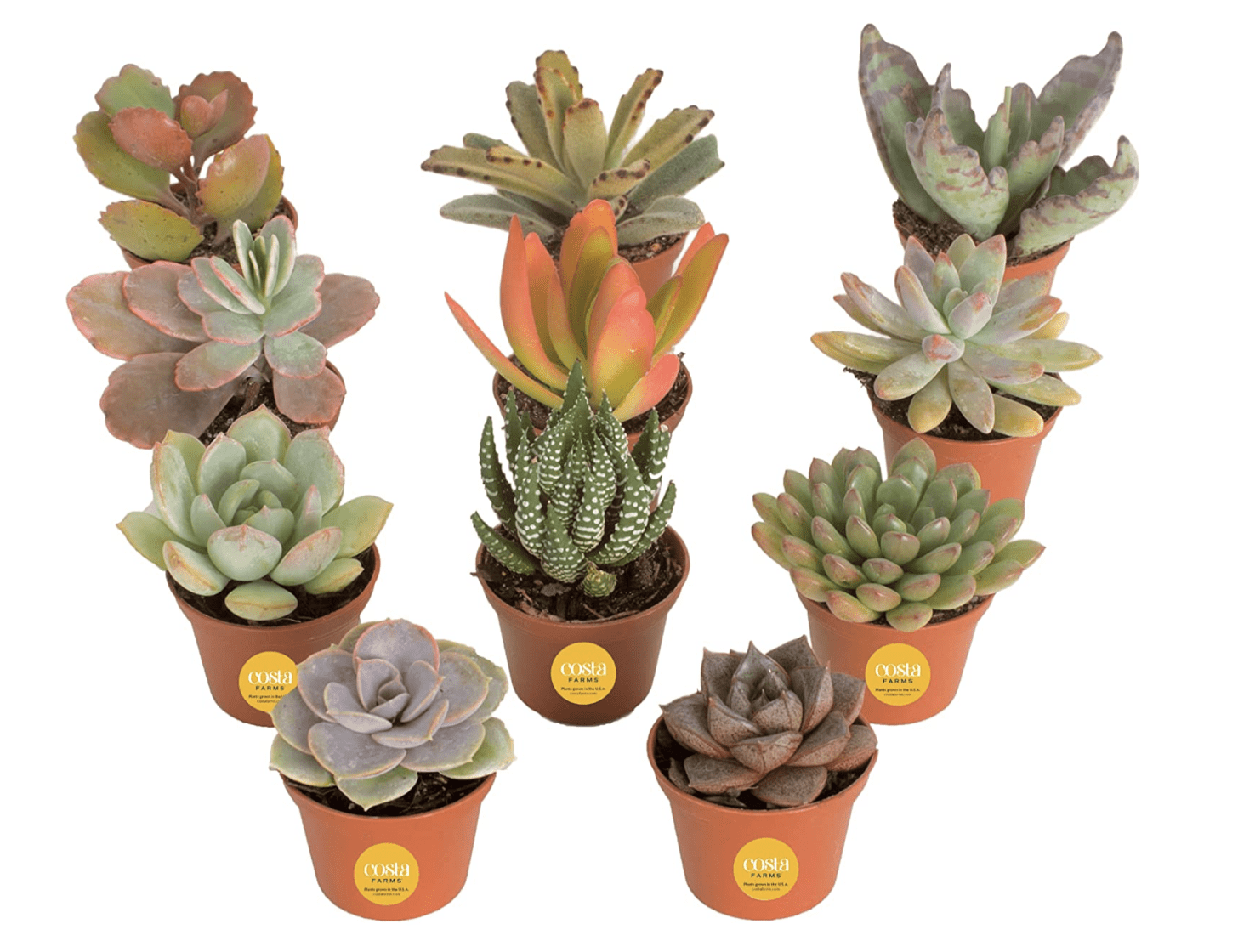 Costa Farms Succulent Plants - Home of The Humble Warrior